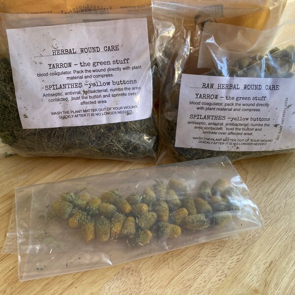 Holiday Spilanthes Buzz Button Flowers - Tingle Bells & Electric Love ...