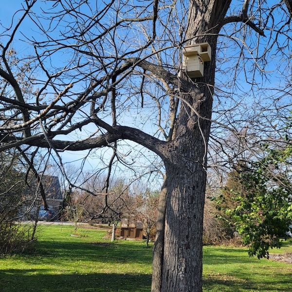 Durable Gray Squirrel Nesting Box – Wildlife Rehab Approved-predator ...