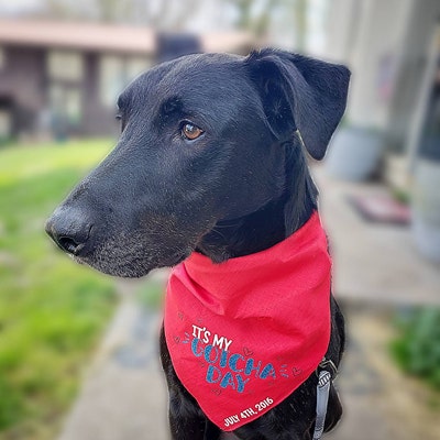 Ball-less & Flawless Dog Bandana, Funny Dog Bandana, Neuter Bandana ...