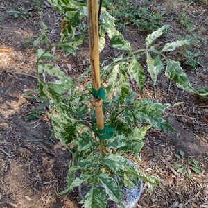 Hosta 'afterglow' 3 Pot Size Starter Plant - Etsy