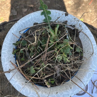 Leave No Trace Printable Activity for Kids forest School, Earth Day ...