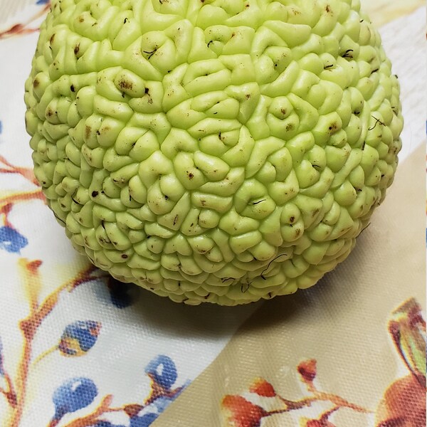 10 Healthy Pine Fat Pine Cones Avg 5t X 3 W Large Natural Very Nice ...