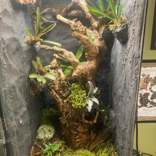 10 Assorted Mini Terrarium Bromeliads - Etsy