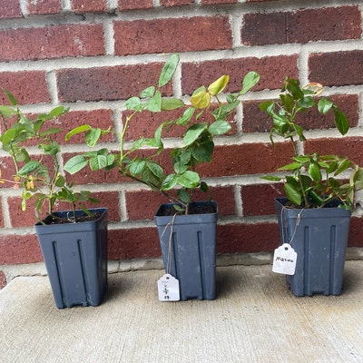 Masora マソラ 真宙 Japanese Rose Super Lovely Big Flowers Heat Resistance ...