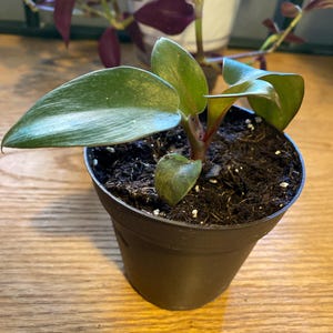 Philodendron El Choco Red Starter Plant ALL STARTER PLANTS Require You ...