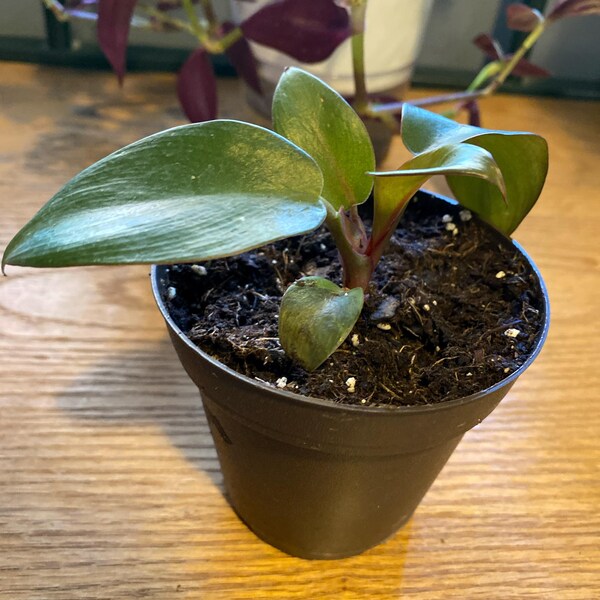 Philodendron Royal Queen Starter Plant ALL STARTER PLANTS Require You ...