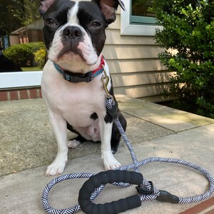 Banjo Dog Collar Harness or Leash With Personalized Engraved - Etsy