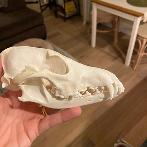 10 Deer First Phalanx Proximal Phalanx Bones Phalanges Knuckle | Etsy