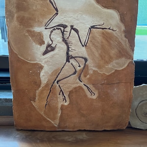 Archaeopteryx in Matrix the berlin Specimen - Etsy