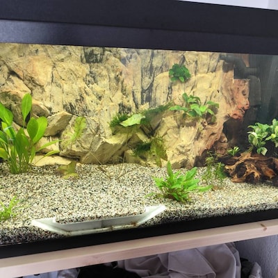 Shrimp Cave for Shrimp Hiding, Shelter and Breeding, Fast Delivery Cave ...