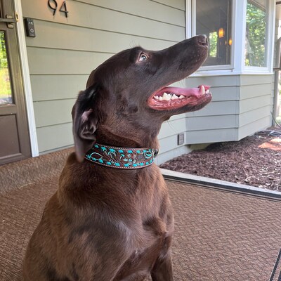 Belt Style Turquoise Buckstitch Split Ear Headstall Activeleather ...