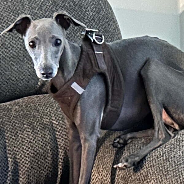 Greyhound Coat Plaid Dog Coat Dog Jacket Greyhound Clothing Fall Tartan ...