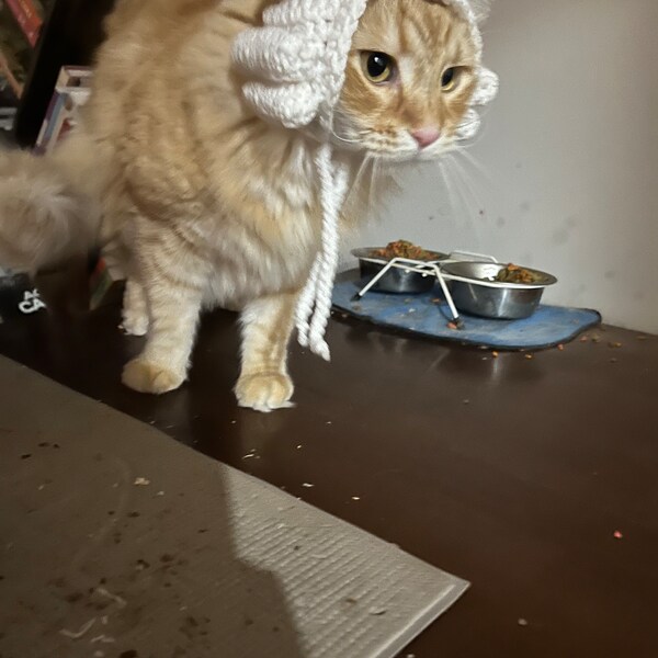 Powdered Wig, Hats for Cats, Barristers Wig, Judge Wig, Pet Costumes ...