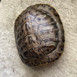 Small Natural Red Eared Slider Turtle Shells 4 5 1/2 Inch CHOOSE Your ...