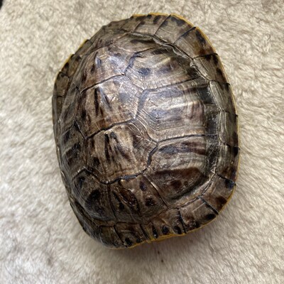 Small Natural Red Eared Slider Turtle Shells 4 5 1/2 Inch CHOOSE Your ...