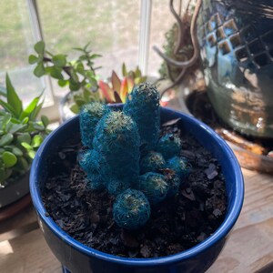 Blue Desert Gems Cacti Rare Succulent Cactus Plant | Etsy