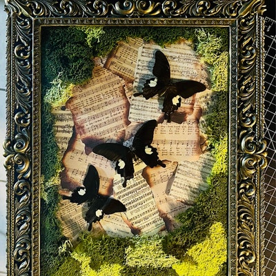 Real Framed Giant Actias Luna Moth 3D Floating Shadow Box Insect ...