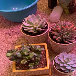 Assorted Succulent Plants 4 Collection live | Etsy