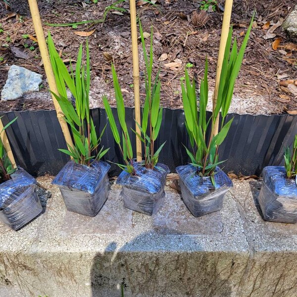 3 Musa ‘poquito’ Banana Tree/ Banana Tree in 4 Inch Cups (one Plant per ...