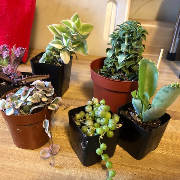 Variegated Baby Sun Rose, Ice Plant, Pink Succulent, Rare Plant in 2 ...