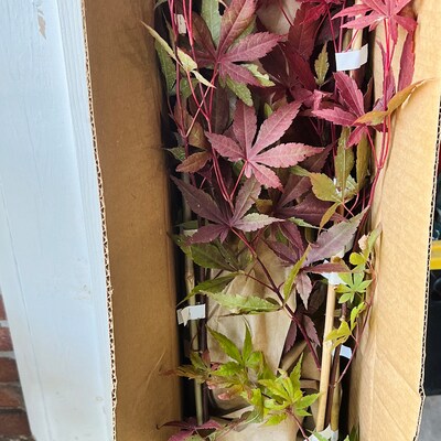 Bloodgood Japanese Maple 18/24 in an ABP Container - Etsy