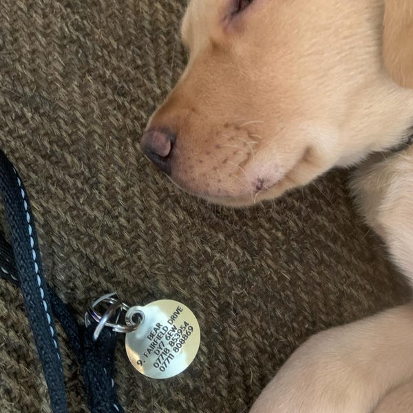 REINFORCED Deeply Engraved Solid Brass Dog Tag, 33mm Round - Etsy