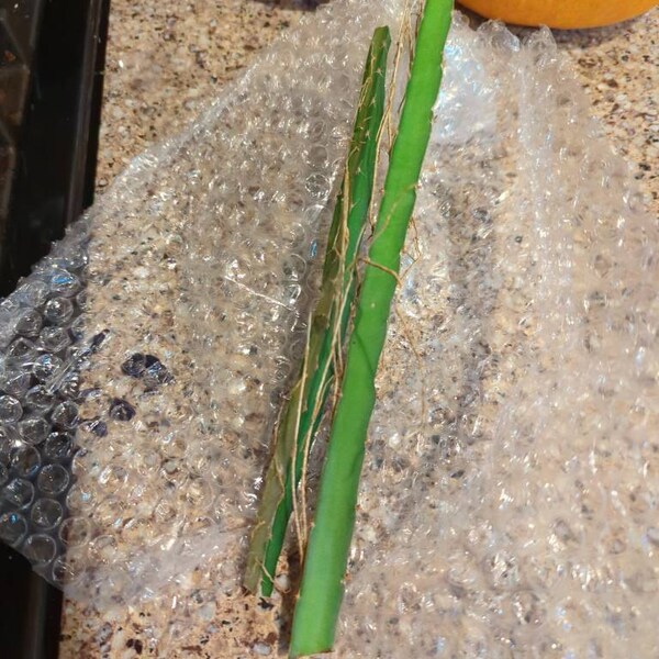 Organic Red PIGEON PEAS Gunga Pea 50 Seeds Cajanus Cajan Gandul Lazaro ...