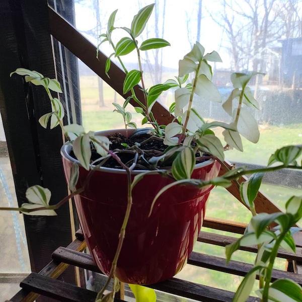 Moss Rose Plant (portulaca Grandiflora)( Ice Plant Succulent) Trailing ...