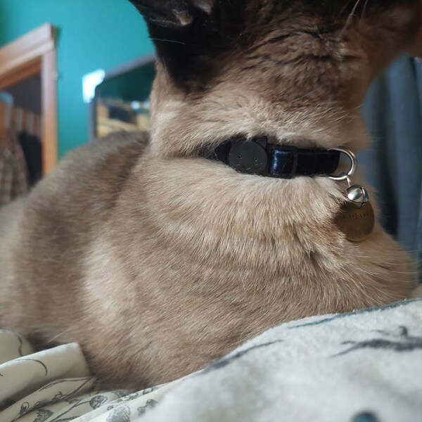 Jigsaw Puzzle Cat Collar - Colorful Autism Awareness Pattern ...