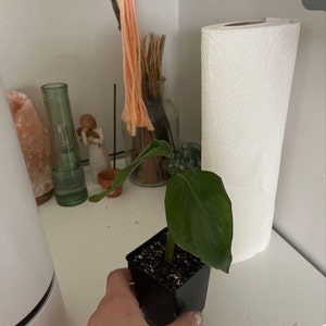 Syngonium 'merry Maria' Houseplant Arrowhead House | Etsy