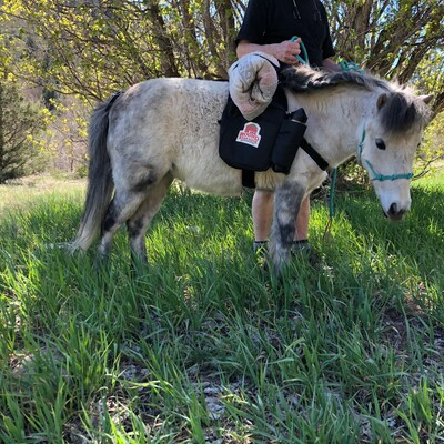 Miniature Horse and Donkey Backpacks Custom Patches and Accessories - Etsy