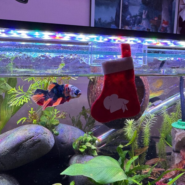 Lollipop Blue Swimming Betta Fish Charm, Gift for Betta Fish Lover ...