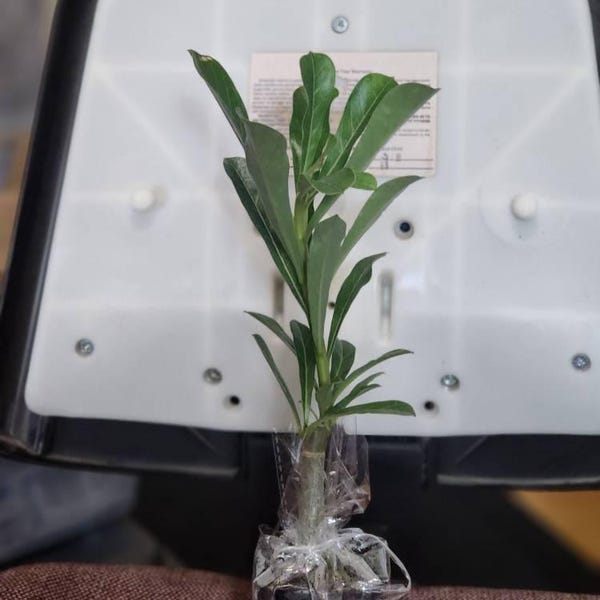 1 Grafted Double "purple Fire" Adenium /desert Rose Plant. 5-7 Inch ...