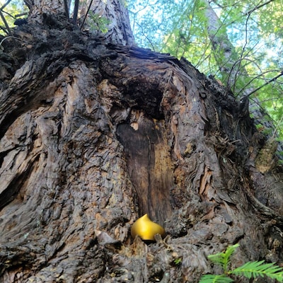 Korok Seed Set of 5 Golden Poop Zelda Breath of the Wild BOTW 3D ...