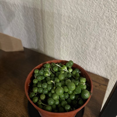 4 Pack 2 Assorted Varieties Succulents Potted - Etsy