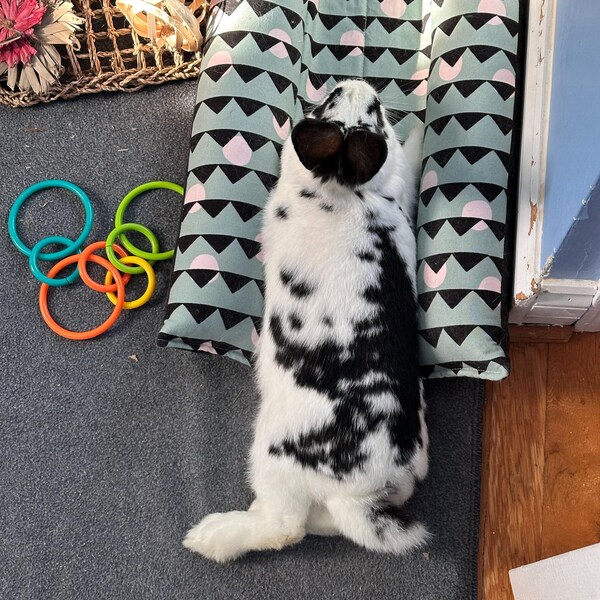 Discounted MYSTERY Classic Hop N' Flop® | Snuggle Burrow Flop Bed for ...