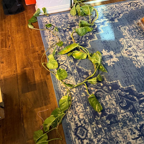5 Foot XL Giant Hawaiian GOLDEN POTHOS Cuttings 5-ft Long With 12 ...