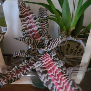 Bromeliad Vriesea Red Chestnut 6 Pot | Etsy