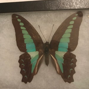 Actias Sinensis MALE Golden Moon Moth China - Etsy