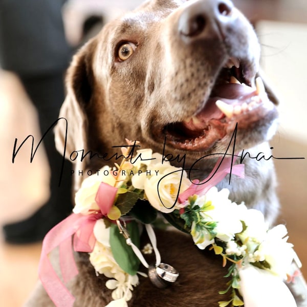 Sparkling Bunny and Chick Frill Dog Collar | Dog Festivities Easter ...