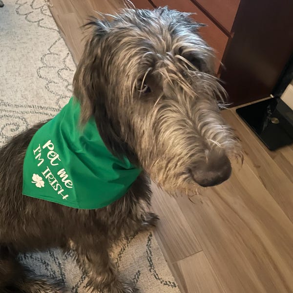 Gobble Til You Wobble Dog Bandana, Cute Thanksgiving Dog Bandana ...