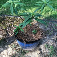 Codakia Orbicularis Aka Tiger Lucine Fossil / Fossilized Whole Bilvalve ...