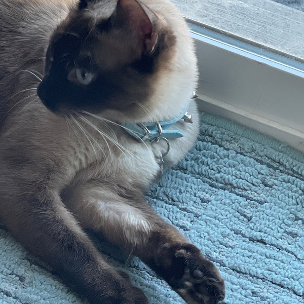 Spiked Cat Collar, Thin Collar, Leather Collar With Engraved Name ...