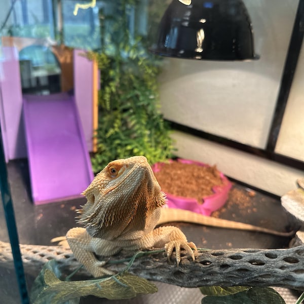 8x8 3D Printed Climbing Wall PANEL for Bearded Dragons & Other Reptiles ...