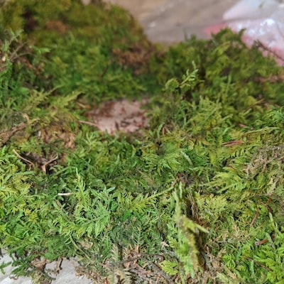 Moss Rock Cap Moss Terrariums Crafts Miniatures Fairy - Etsy