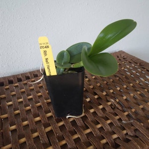 Rby. Copper Queen 'H&R' Near Blooming Size Brassavola - Etsy