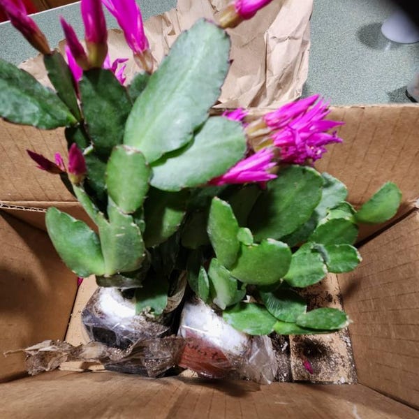 A Midgelyee Seedless Grape Live Plant in a 4” Pot /fruit Live Tree ...