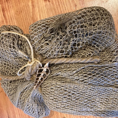 Medium Hebrew Cone Seashells Conus Ebraeus 5 Shells Approx. 1 Inches ...