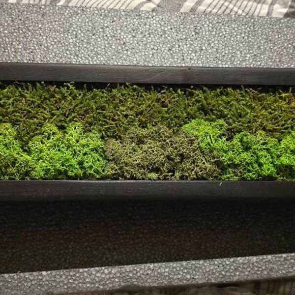 Hexagon Moss Wall Art Moss Wall Decor Preserved Moss Art Framed Moss ...