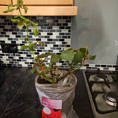 Happy Retirement Rose Bush Gift Wrapped Help A Colleague or Friend ...